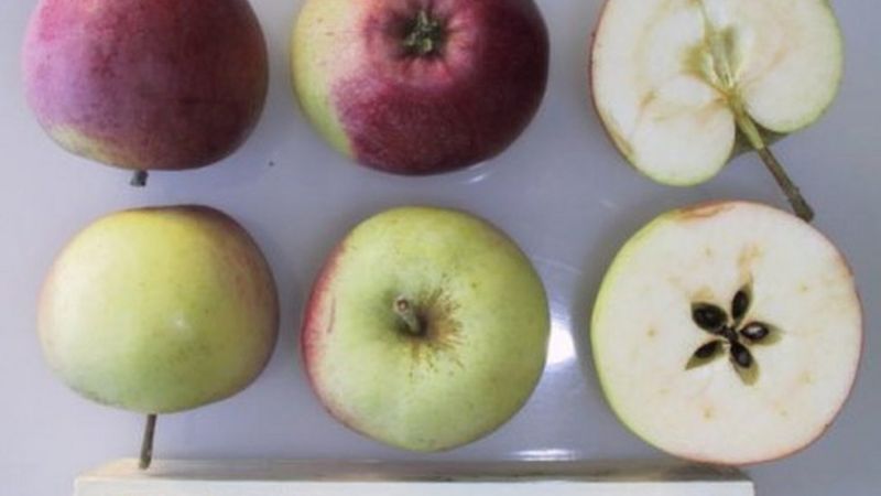 Boom in small orchards revives 'hundreds' of lost apple varieties - BBC ...