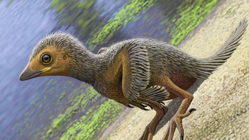 Archaeopteryx flew like a pheasant, say scientists - BBC News