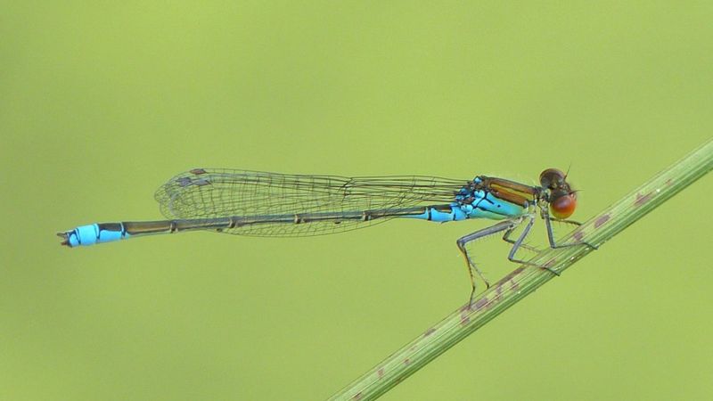 Climate change: Dragonflies spread north in warming world - BBC News