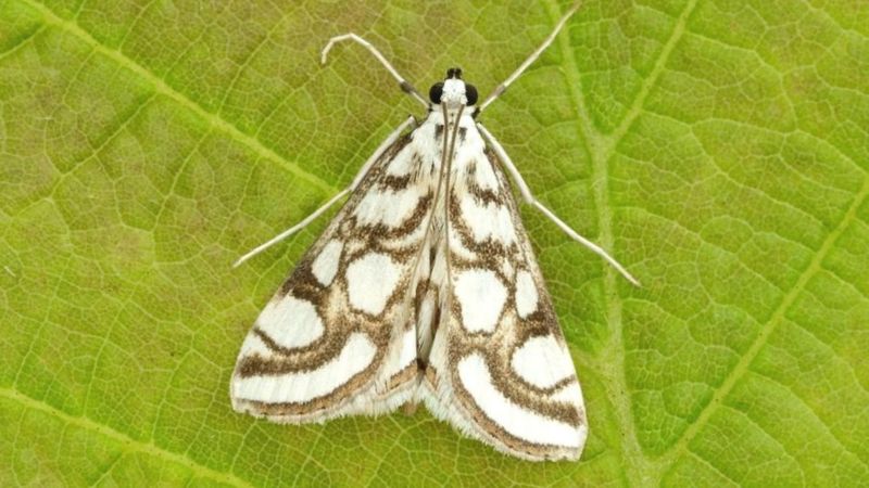 Nature: Backyard moth spotting rises during lockdown - BBC News