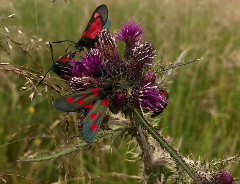 Your pictures of Scotland 25 June - 2 July - BBC News