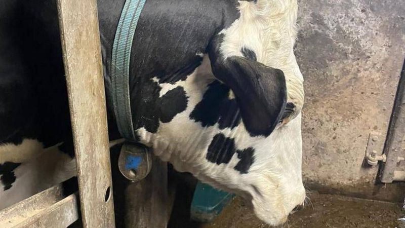 Bovine TB: Young farmer in tears after TB hits 55 cows - BBC News