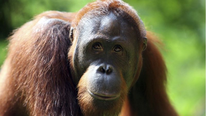 New data shows 'staggering' extent of great ape trade - BBC News