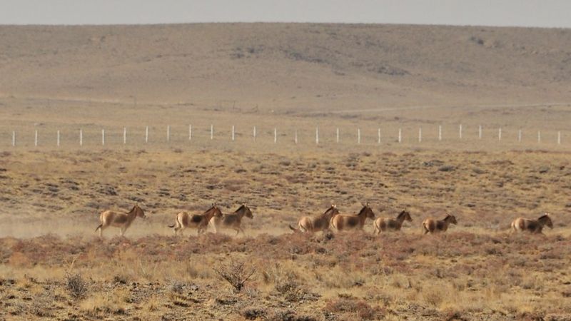 Rise of border fences hampers wildlife movements - BBC News