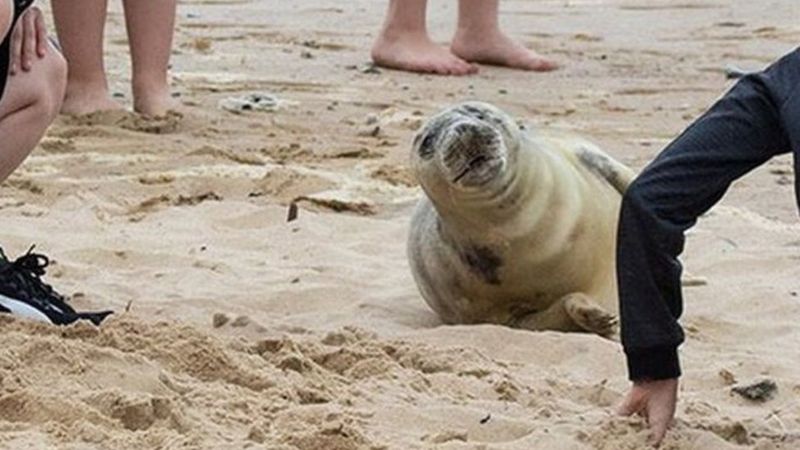 Seal emerges from Thames and surprises Teddington lifeboat crew - BBC News