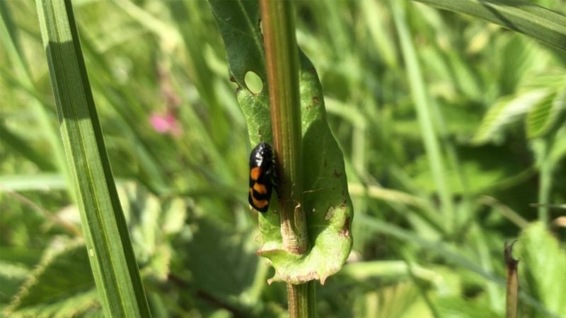 Revealed: The secret life of the spittlebug - BBC News