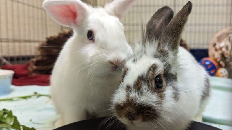 Bristol Animal Rescue Centre 'overwhelmed' by rabbits - BBC News