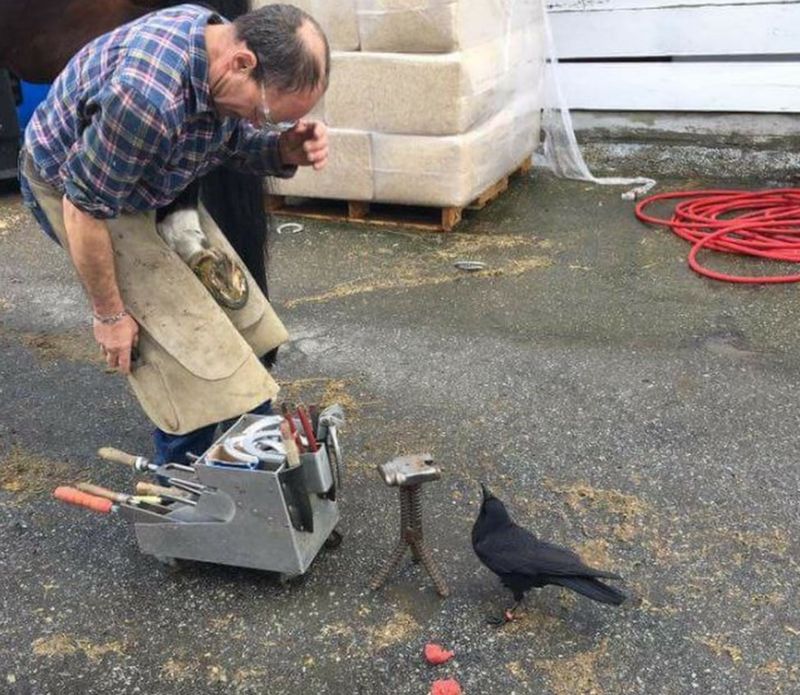 Canuck the crow's attacks halt Vancouver mail delivery - BBC News