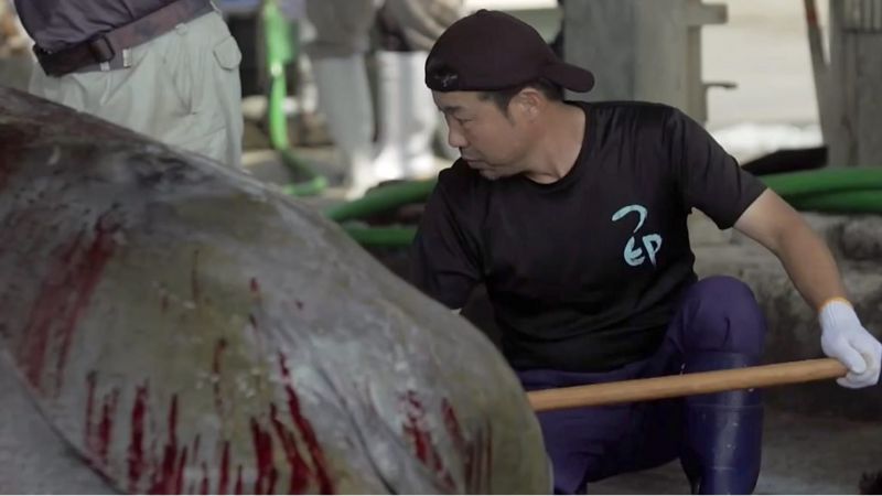 Taiji cove hunt: Japan starts controversial dolphin hunt - BBC News
