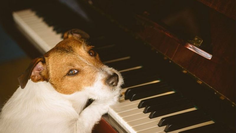Classical music calms dogs more than audiobooks, study shows - BBC ...