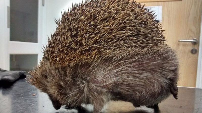 Balloon syndrome hedgehog is 'popped' - BBC News