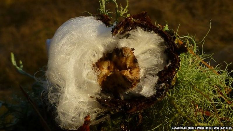 Rare hair ice spotted in Highlands - BBC Weather