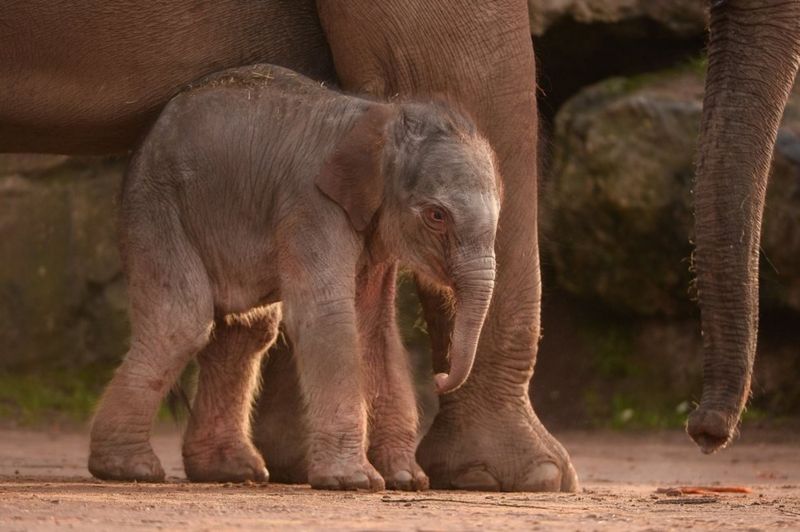 CCTV captures rare Chester Zoo elephant birth - BBC News