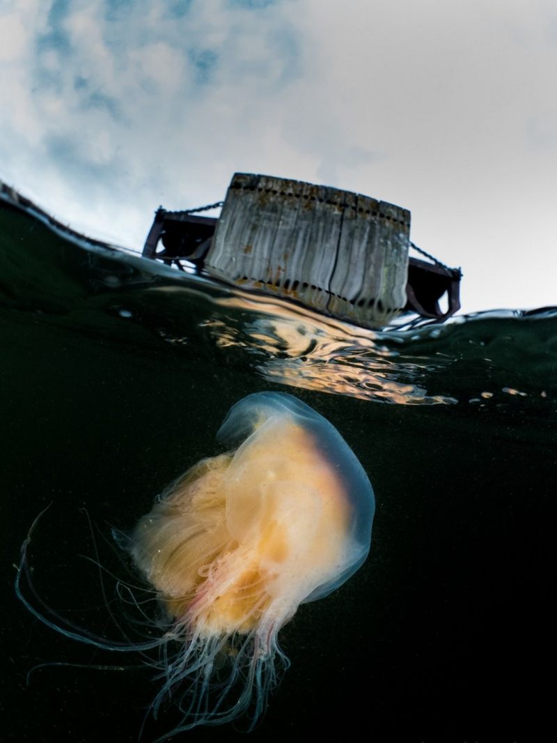 Your pictures of Scotland: 1-8 June - BBC News