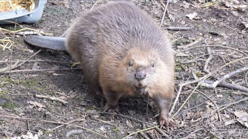 First baby beaver born in 400 years in Staffordshire - BBC News