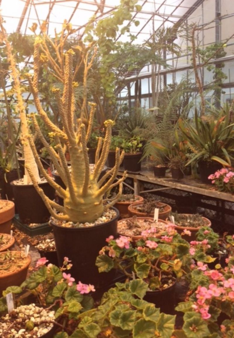 Rescue mission to save century-old plant collection - BBC News