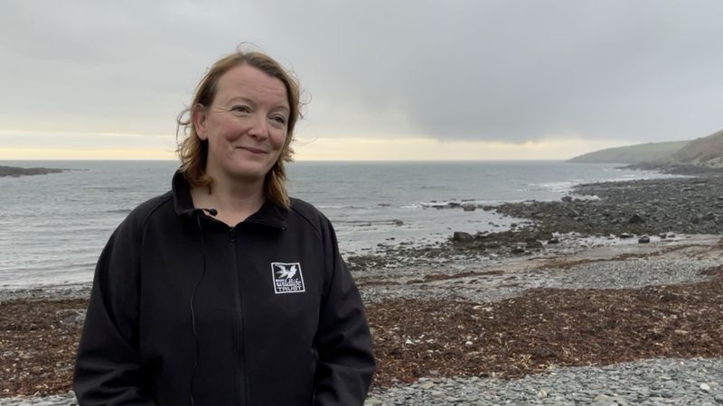 Appeal to fund Isle of Man seal pup rescue and rehabilitation - BBC News