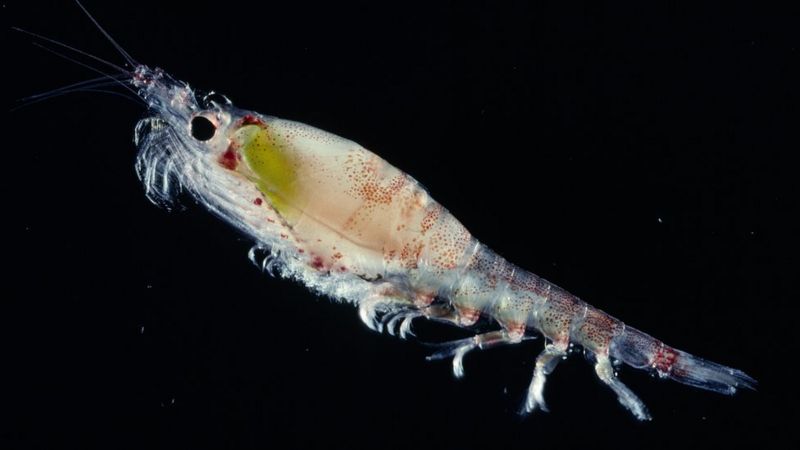 El Mar de Ross, la zona de la Antártica que se convirtió en la reserva ...