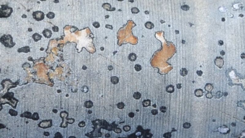 'World's oldest fungus' raises evolution questions - BBC News