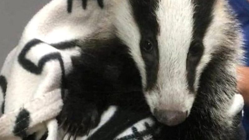 Badger goes for an unlucky dip - BBC Newsround