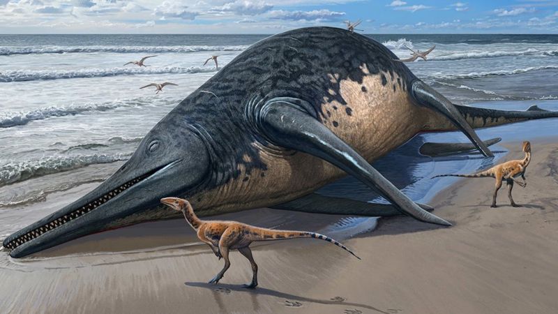 Schoolgirl discovers fossil of huge prehistoric sea reptile - BBC Newsround