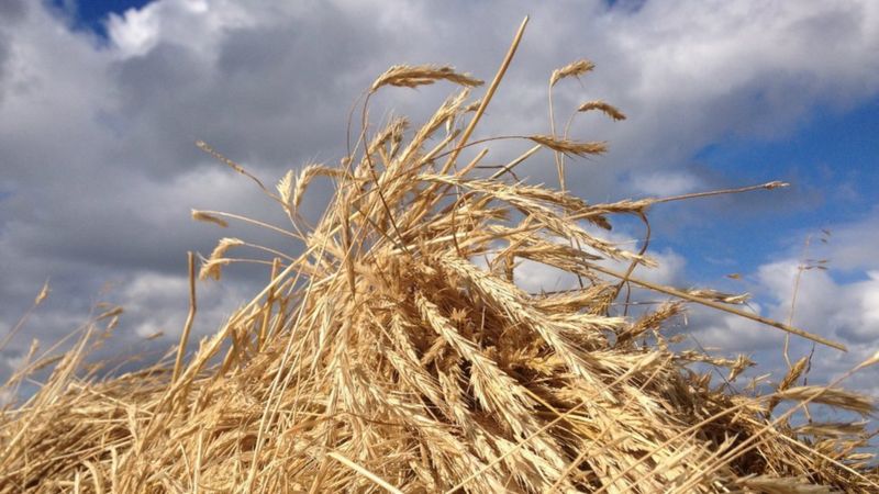 Capturing the unique rhythm of Scottish crofting life - BBC News