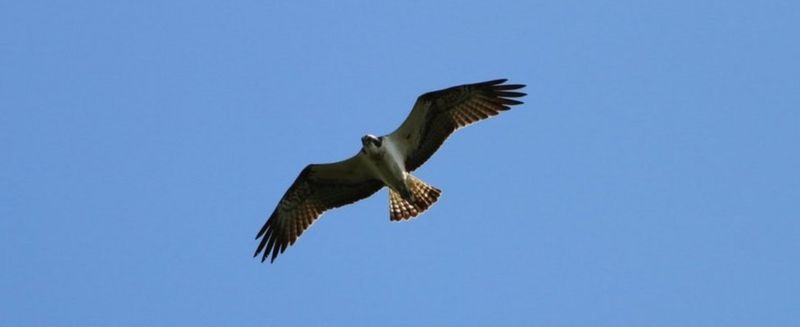 Ospreys: First breeding pair in Ireland for centuries - BBC News