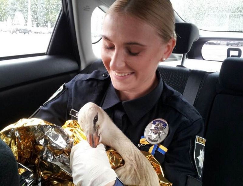 New-style police have key role in Ukraine - BBC News