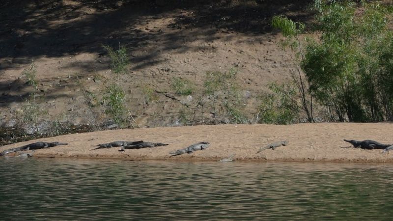 Photos show crocodile eating sawfish in Australia - BBC News