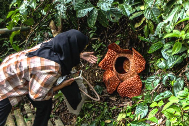 Bungai Rafflesia: 42 spesies terancam punah, ilmuwan desak tindakan ...