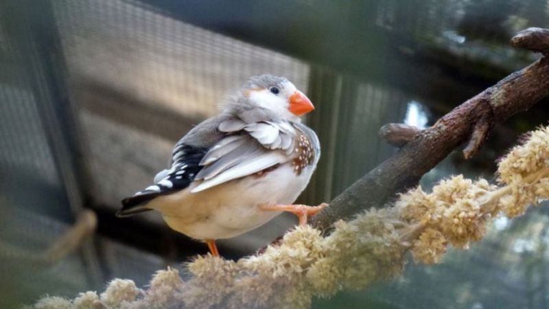 New Bournemouth aviary opens after 20-year wait - BBC News