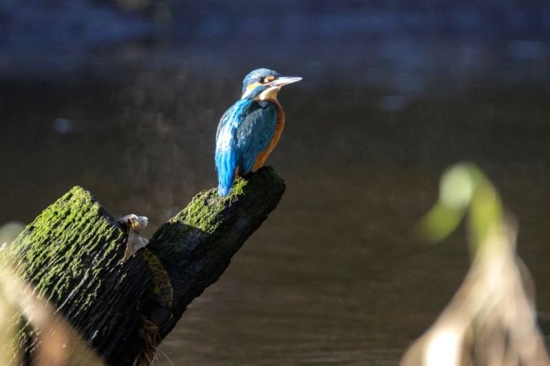 Your pictures of Scotland: 3 November - 10 November - BBC News