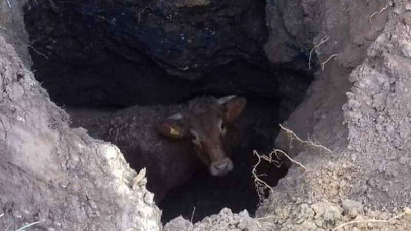 Farmers dig out cow stuck in cliff hole in Cornwall - BBC News