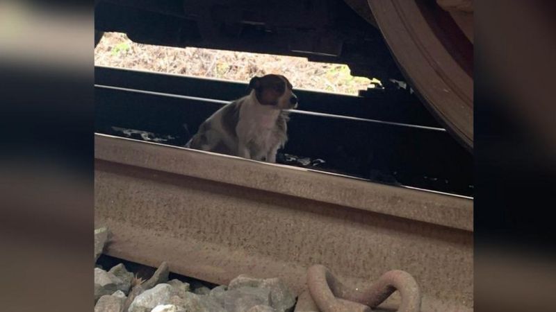Dog safely rescued after running on to rail line - BBC News