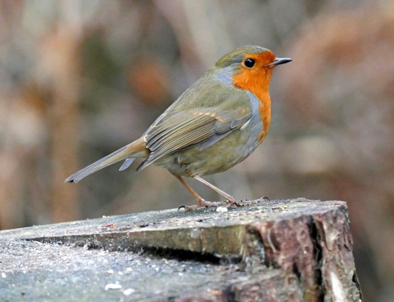 Your pictures of Scotland: 12 -19 January - BBC News