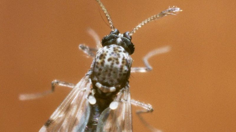 Scotland's midges carrying 'previously unknown viruses' - BBC News