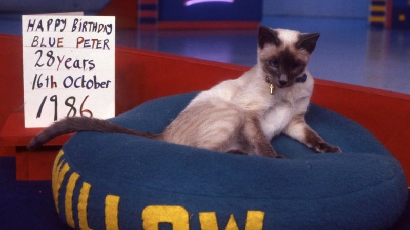 Blue Peter pets: Dogs, horses, and, of course, tortoises - BBC Newsround