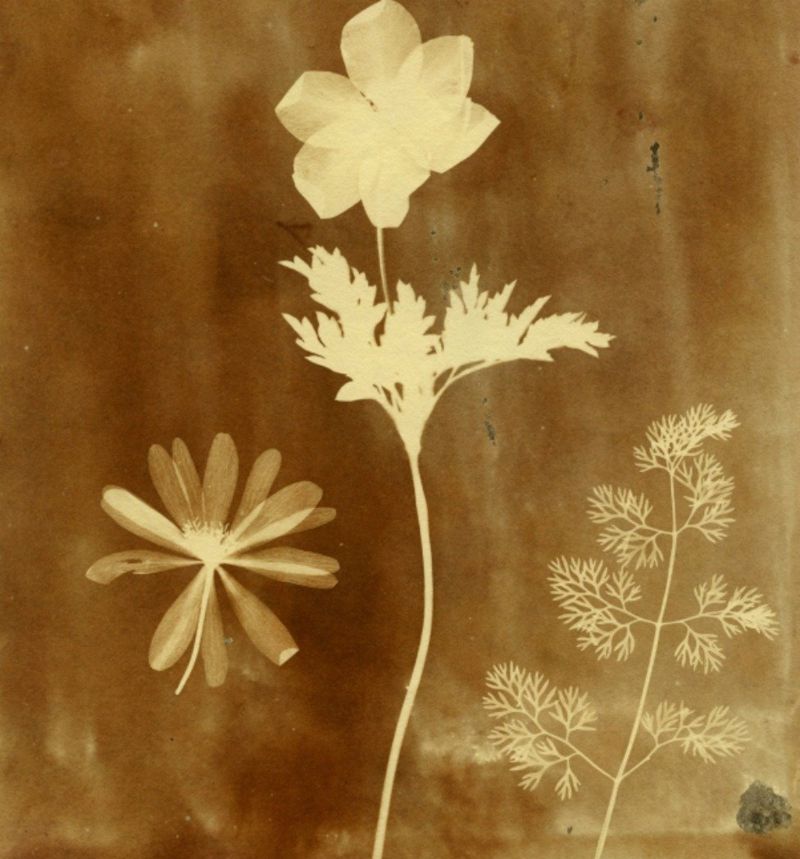 Thousands of William Henry Fox Talbot photos go online - BBC News