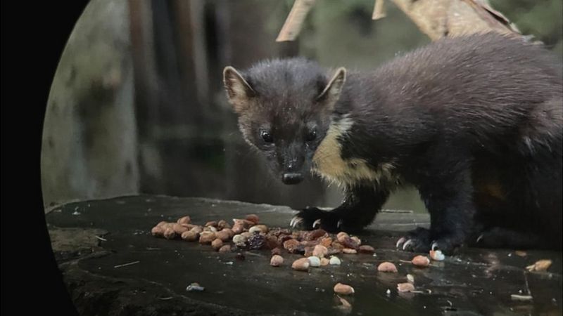Your pictures of Scotland 25 June - 2 July - BBC News