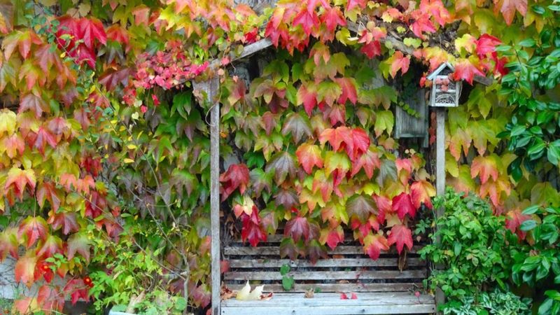 Weather Watchers: Your pictures of autumn leaves - BBC Weather