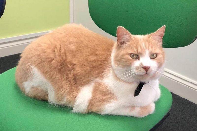 'King of Ruddington' Wilbur the cat set for birthday celebrations - BBC ...