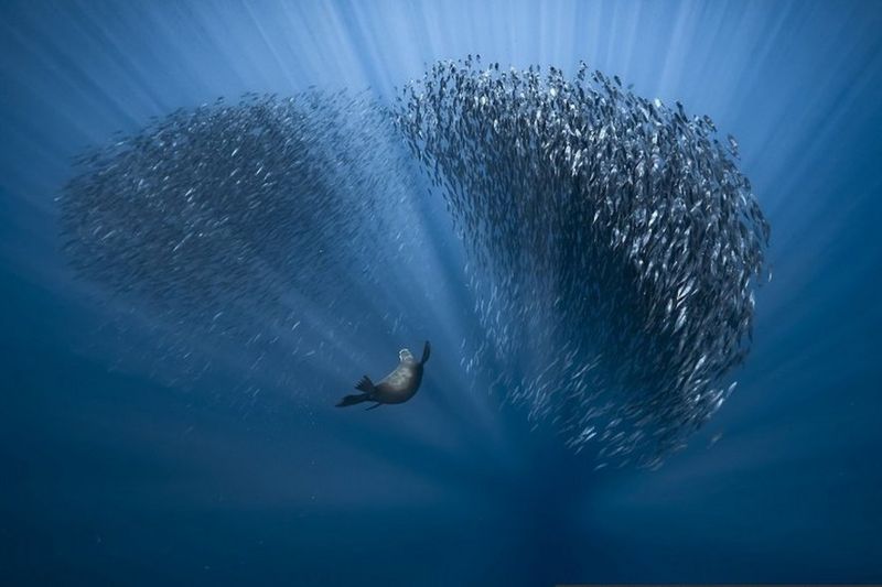 Ocean Photographer of the Year: Award winning photos - BBC Newsround