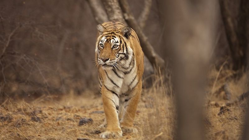 India's most famous tiger, Machli, dies in Ranthambore aged 19 - BBC News