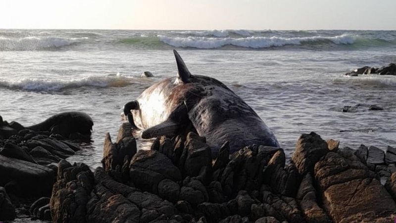 Whale stranding: 230 whales stranded on Tasmanian beach - BBC News