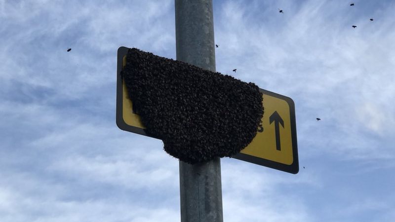 Cambridge road sign becomes home to bee swarm - BBC News