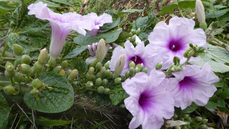 The secret life of plants: Ten new species found this year - BBC News