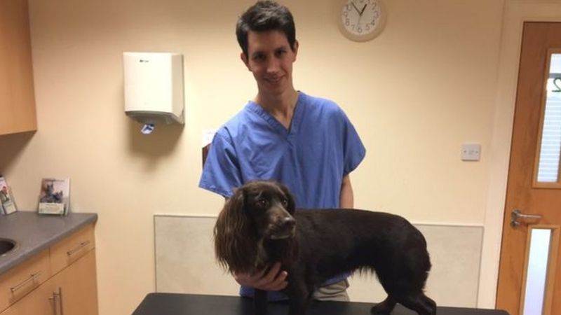 Dam plunge dog wins PDSA Pet Survivor of the Year 2016 - BBC News