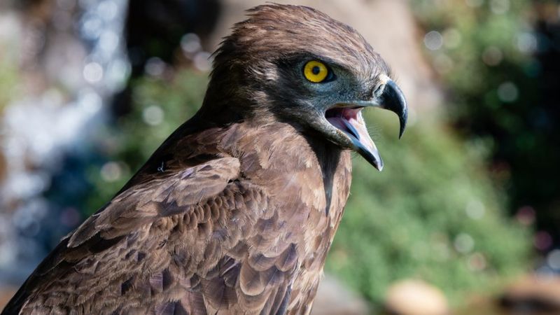 Birds of prey: 90% of Africa's raptors are under threat - BBC Newsround