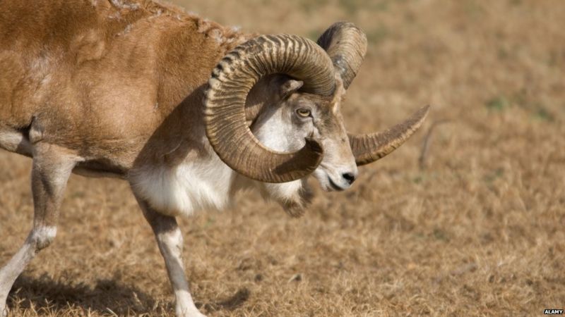 The big business of trophy hunting in Iran - BBC News