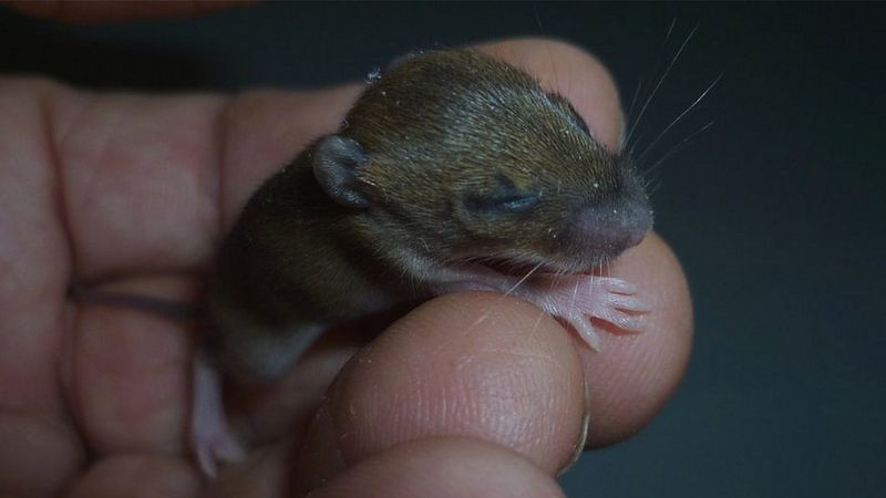 Tiny mouse named after actor Sir Patrick Stewart takes age record - BBC ...